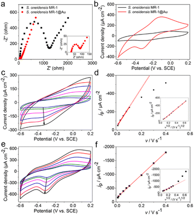 Enhanced transmembrane electron transfer in Shewanella oneidensis MR-1 ...