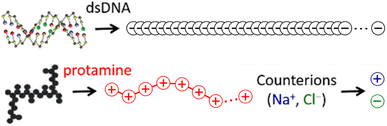 DNA-protamine condensates under low salt conditions: molecular dynamics ...