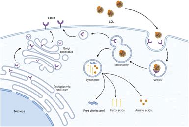 Low-density lipoprotein: a versatile nanoscale platform for targeted ...