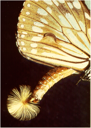 The scent chemistry of butterflies - Natural Product Reports (RSC ...