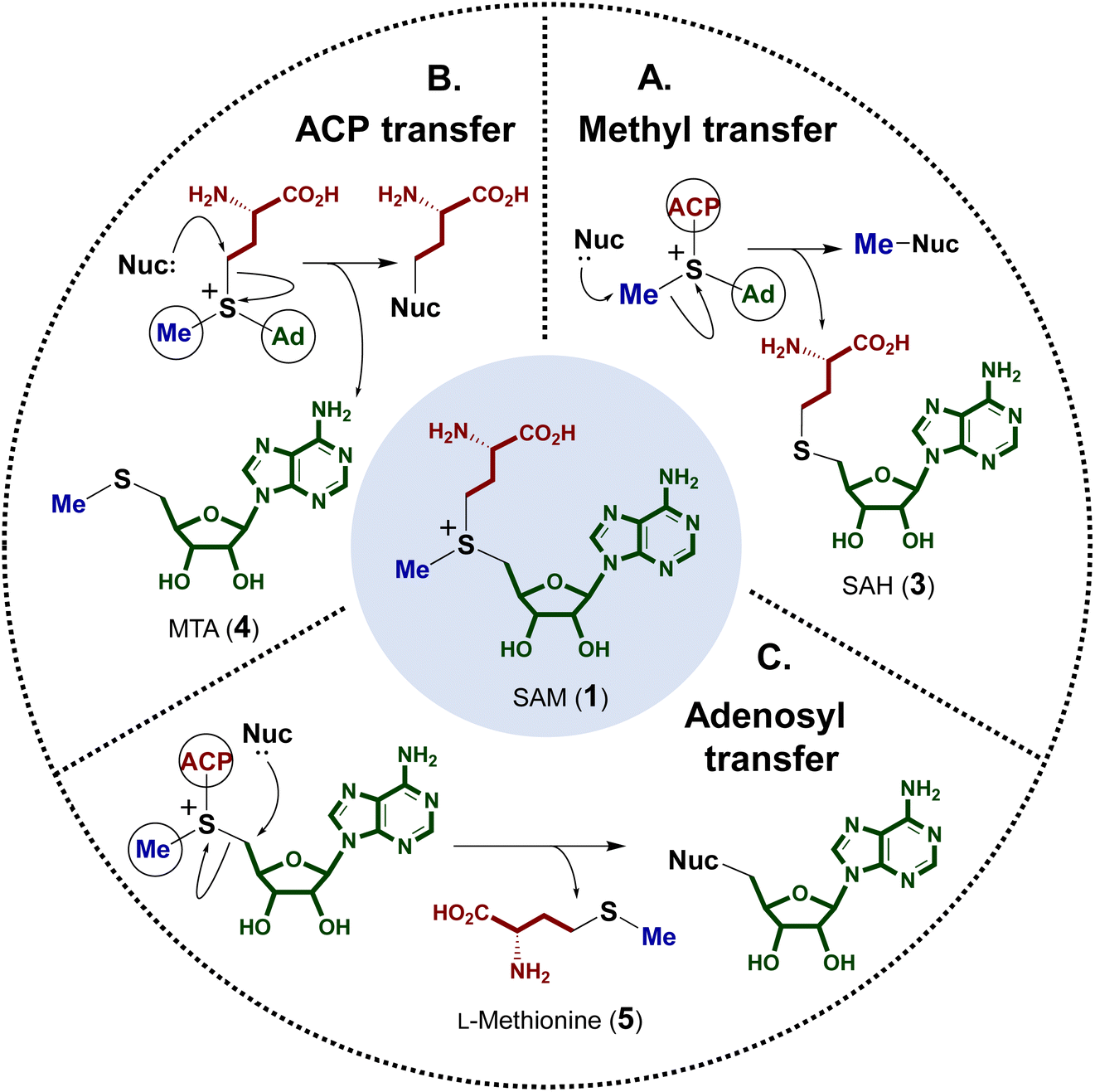 S -Adenosylmethionine: more than just a methyl donor - Natural Product ...