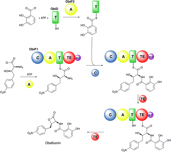 Structural advances toward understanding the catalytic activity and ...