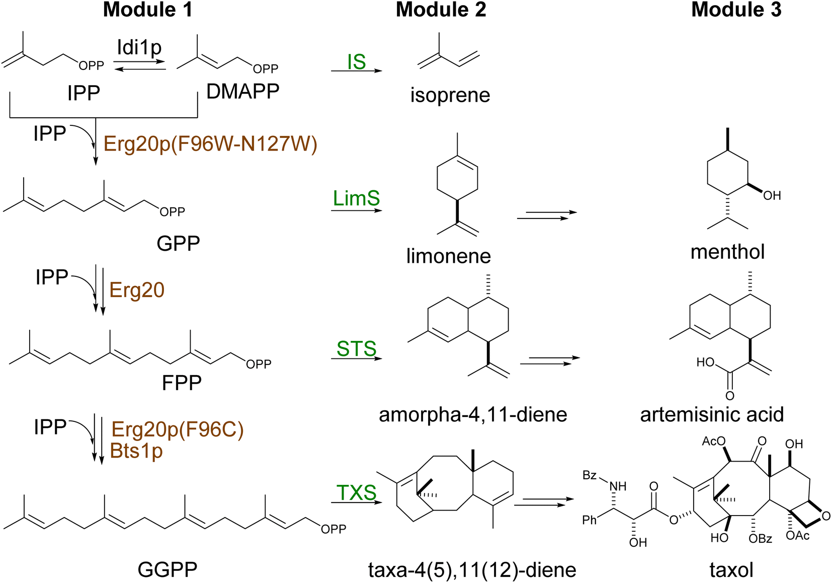 Engineering yeast for the production of plant terpenoids using ...