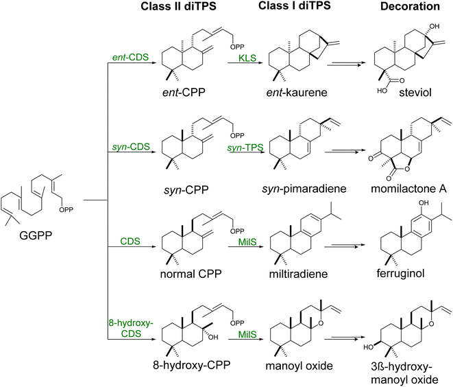 Engineering yeast for the production of plant terpenoids using ...