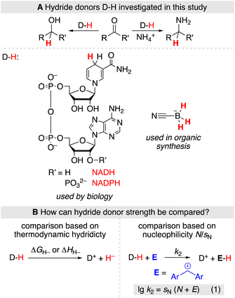 Quantification of the hydride donor abilities of NADH, NADPH, and BH 3 ...
