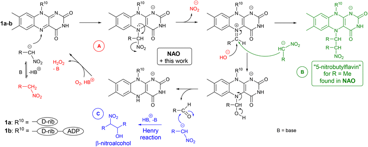 Catalytic artificial nitroalkane oxidases – a way towards ...