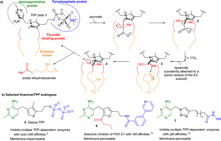 Open-chain thiamine analogues as potent inhibitors of thiamine ...