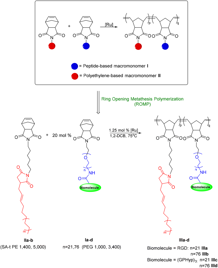 Bioactive polyethylene synthesized by ring opening metathesis ...