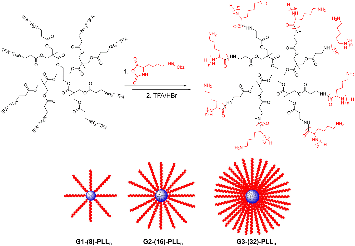 Star-shaped poly( l -lysine) with polyester bis-MPA dendritic core as ...