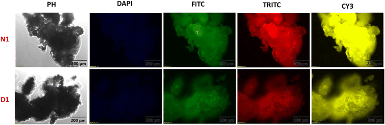 Water soluble non-conjugated fluorescent polymers: aggregation induced ...