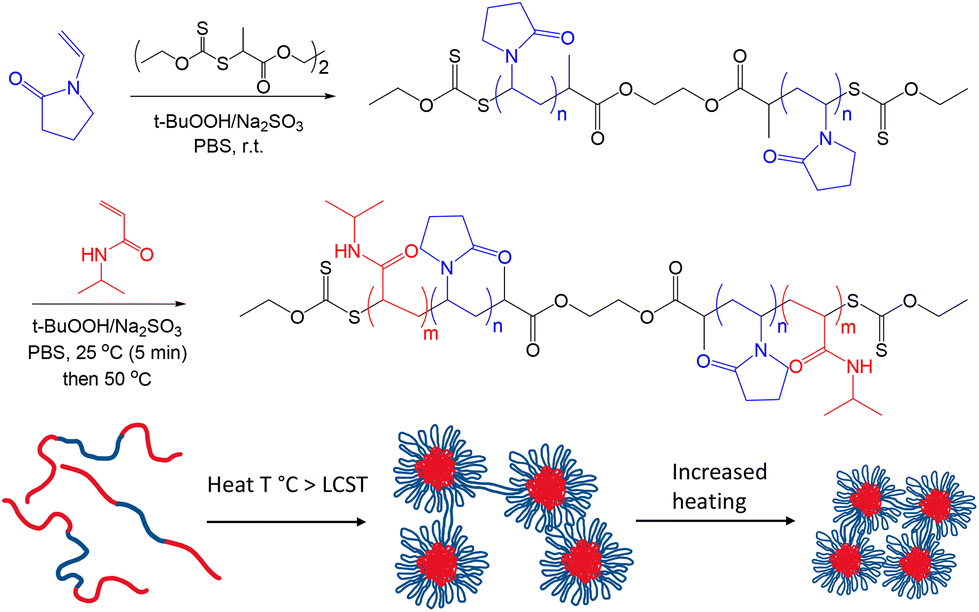 Synthesis of thermoresponsive PNIPAm- b -PVP- b -PNIPAm hydrogels via aqueous RAFT ...