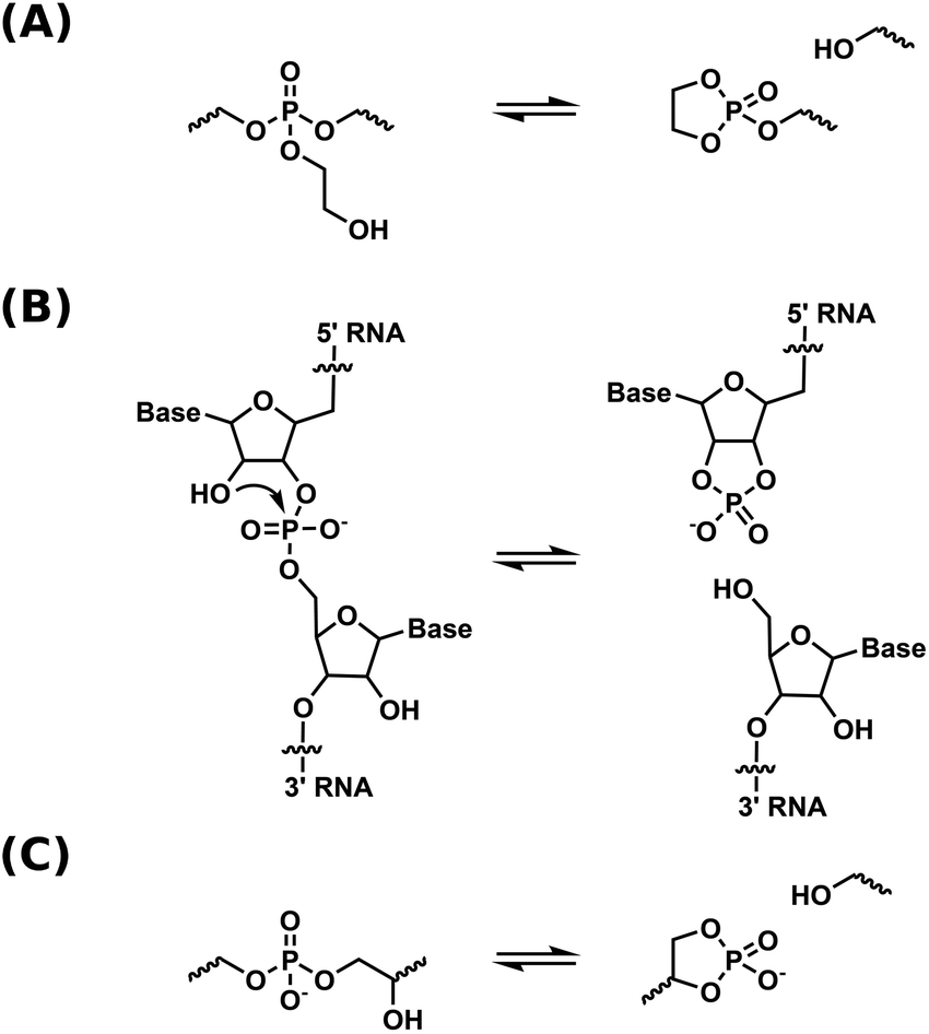 RNA-inspired phosphate diester dynamic covalent networks - Polymer ...