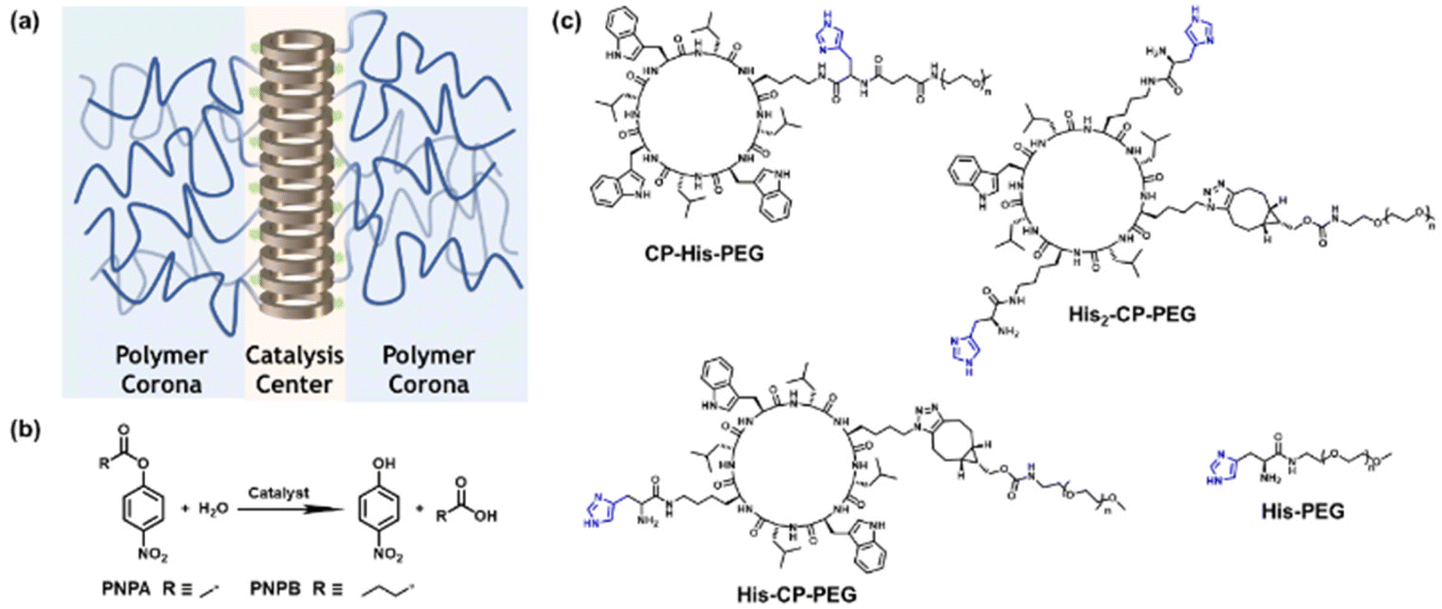 Supramolecular peptide nanotubes as artificial enzymes for catalysing ...