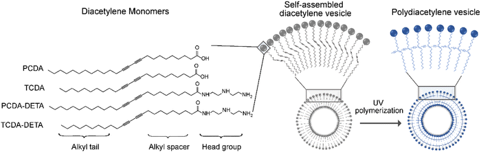 Correction: A study on the conformation-dependent colorimetric response ...