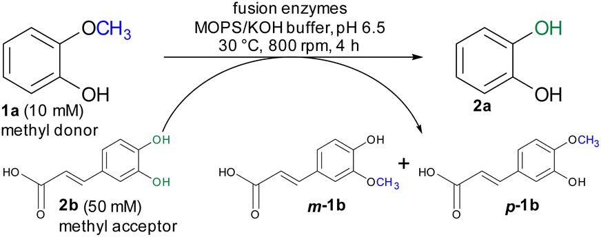 Anaerobic demethylation of guaiacyl-derived monolignols enabled by a ...