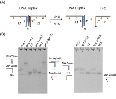 Reconfigurable DNA triplex structure for pH responsive logic gates ...