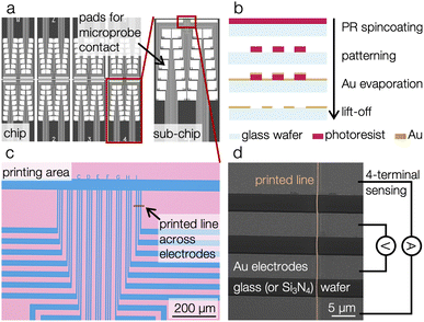 Microstructure-driven electrical conductivity optimization in ...