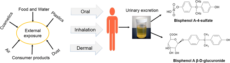 Toxicological evaluation of bisphenol analogues: preventive measures ...