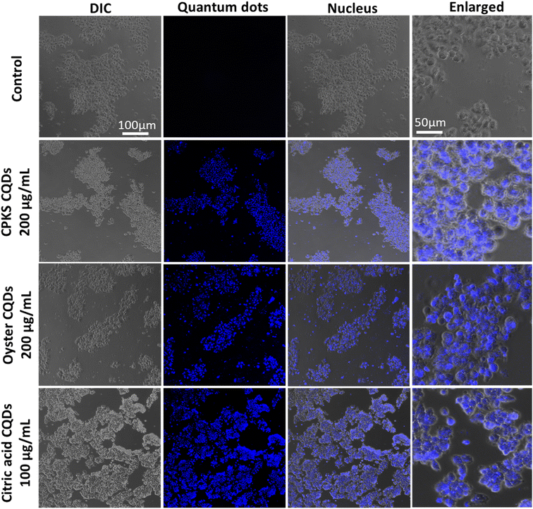 Development of biomass waste-based carbon quantum dots and their ...
