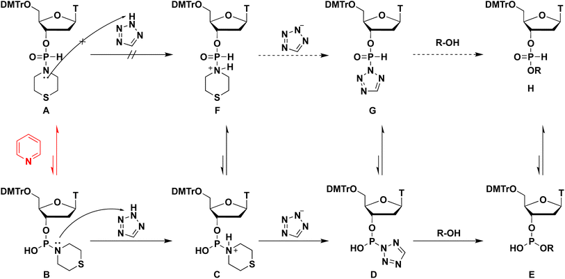 Internucleotidic bond formation using H -phosphonamidate derivatives ...