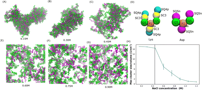 Capturing coacervate formation and protein partition by molecular ...