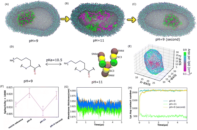 Capturing coacervate formation and protein partition by molecular ...