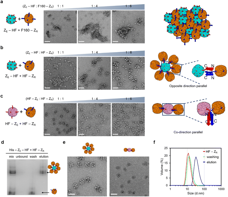 High order assembly of multiple protein cages with homogeneous sizes ...
