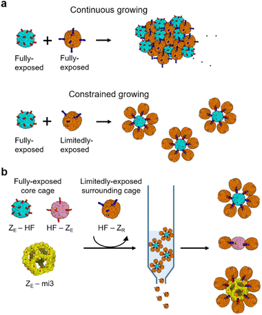 High order assembly of multiple protein cages with homogeneous sizes ...