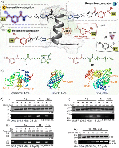Photo-induced defluorination acyl fluoride exchange as a fluorogenic ...