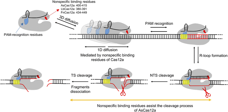 Nonspecific interactions between Cas12a and dsDNA located downstream of ...