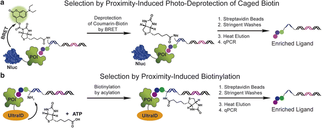 Selection methods for proximity-dependent enrichment of ligands from ...
