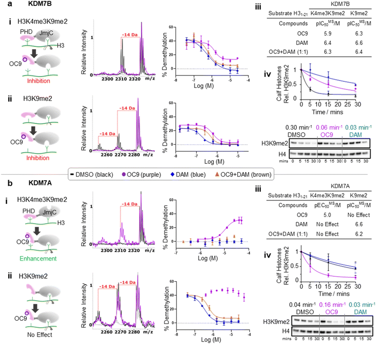 Cyclic peptides target the aromatic cage of a PHD-finger reader domain ...