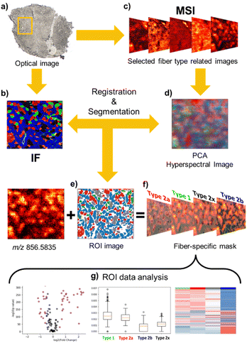 Multimodal high-resolution nano-DESI MSI and immunofluorescence imaging ...