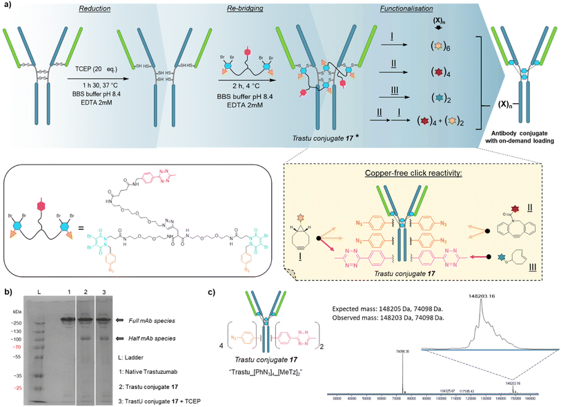 Enabling the formation of native mAb, Fab′ and Fc-conjugates using a ...