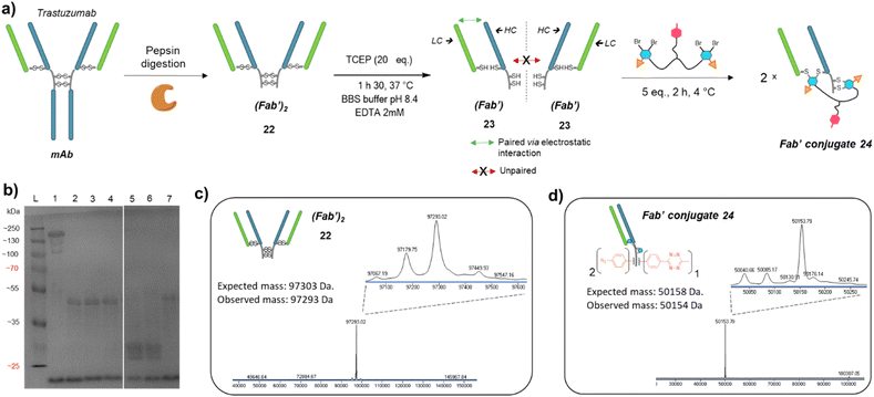 Enabling the formation of native mAb, Fab′ and Fc-conjugates using a ...