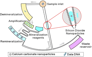 A nanoparticle-coated microfluidic chip for automated, non-destructive ...