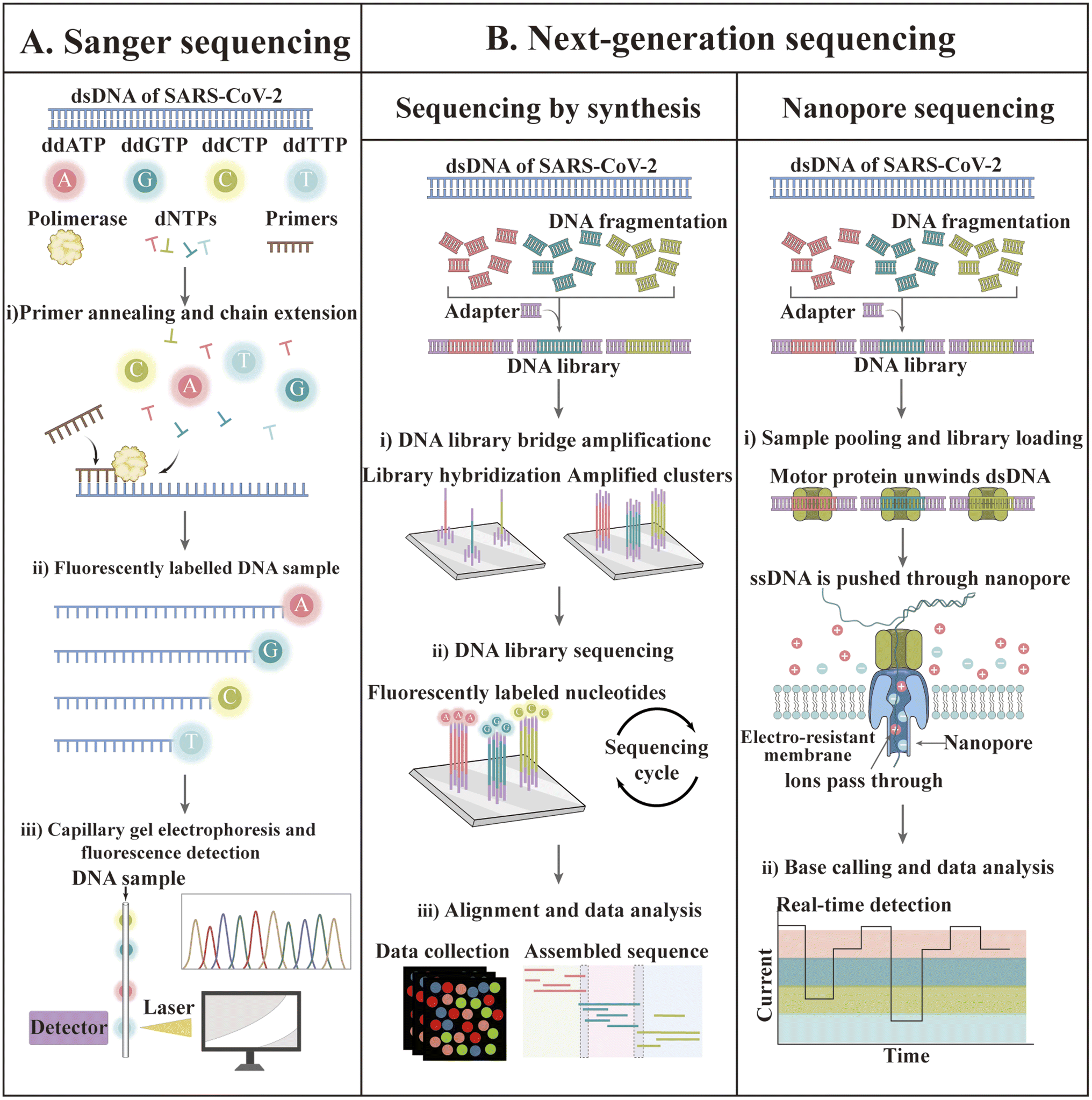 Diagnostics and analysis of SARS-CoV-2: current status, recent advances ...