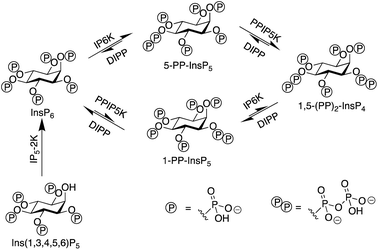 Expedient synthesis and luminescence sensing of the inositol ...