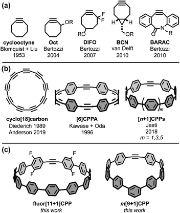 Experimental and theoretical elucidation of SPAAC kinetics for strained ...