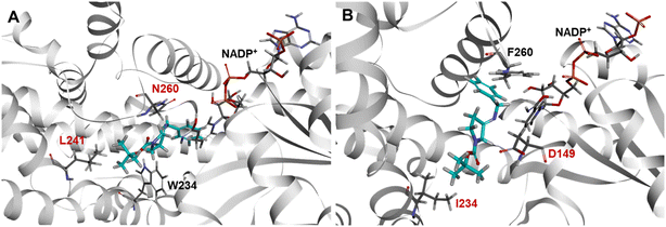 Structure-guided semi-rational design of an imine reductase for enantio ...