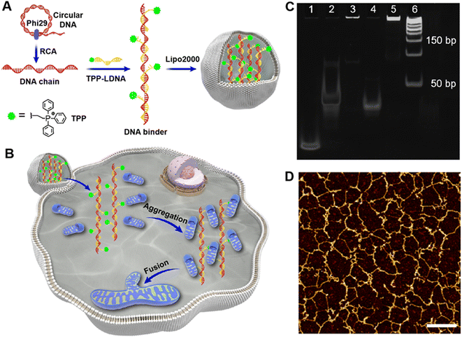Controllable mitochondrial aggregation and fusion by a programmable DNA ...