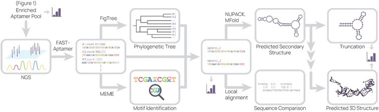 Aptamers 101: aptamer discovery and in vitro applications in biosensors ...