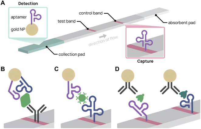 Aptamers 101: aptamer discovery and in vitro applications in biosensors ...