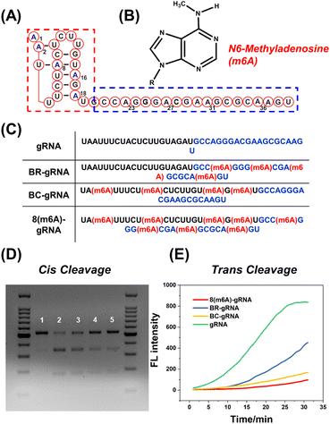 Regulation of the CRISPR-Cas12a system by methylation and demethylation ...