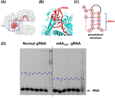 Regulation of the CRISPR-Cas12a system by methylation and demethylation ...