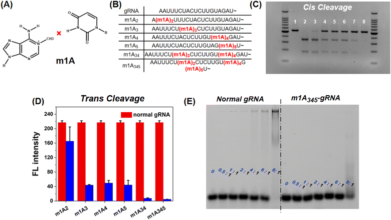 Regulation of the CRISPR-Cas12a system by methylation and demethylation ...