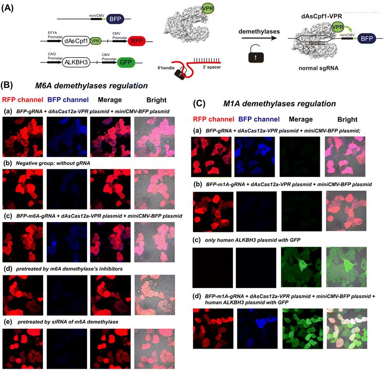 Regulation of the CRISPR-Cas12a system by methylation and demethylation ...