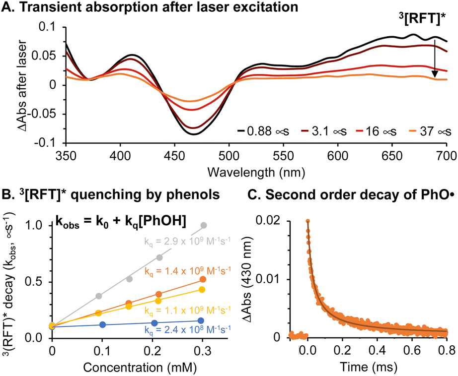 Targeted proximity-labelling of protein tyrosines via flavin-dependent ...