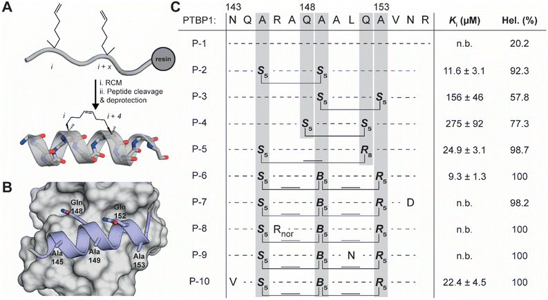 Rationally designed stapled peptides allosterically inhibit PTBP1–RNA ...