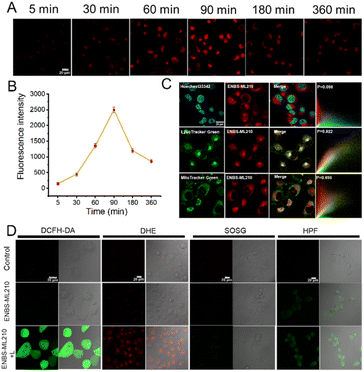 A GPX4-targeted photosensitizer to reverse hypoxia-induced inhibition ...